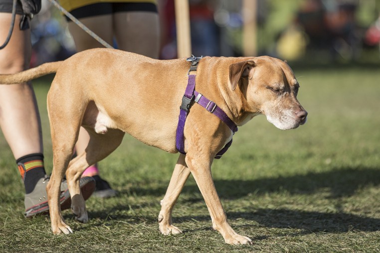 The Dogs of Cross — Tenspeed Hero